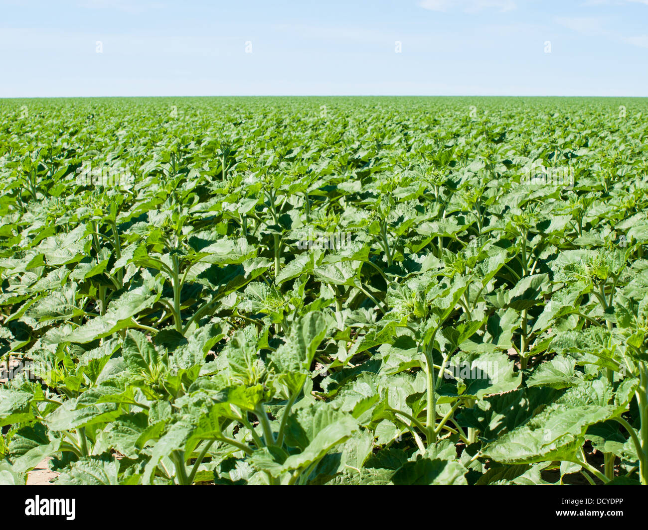 Sunflower field before bloom Stock Photo - Alamy