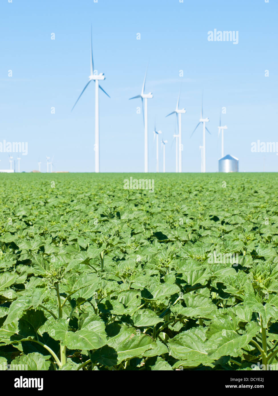 Wind turbines farm in Eastern Colorado Stock Photo - Alamy