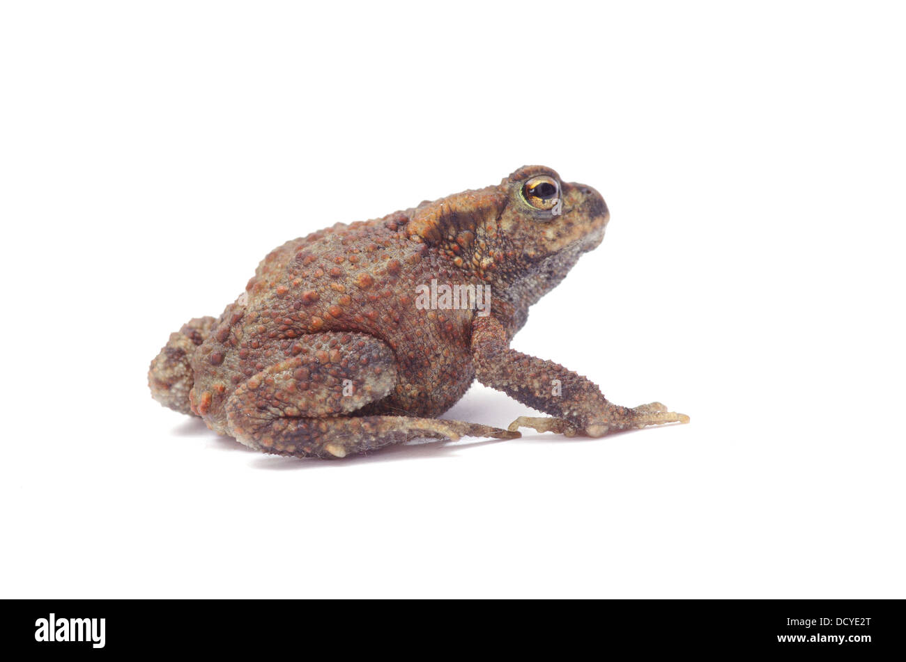 Wet snout Cut Out Stock Images & Pictures - Alamy