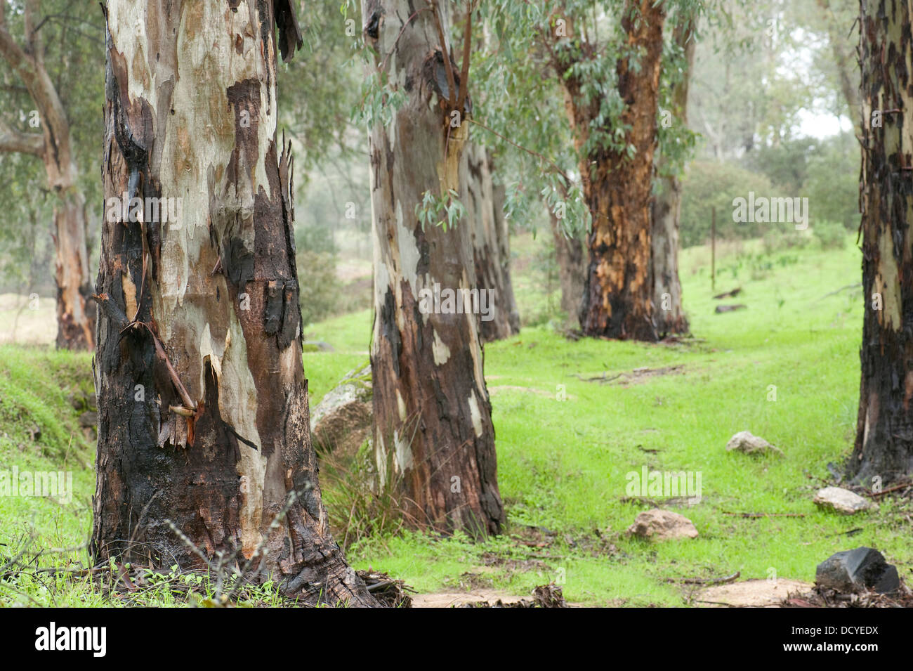 Mediterranean forest ecosystem hi-res stock photography and images - Alamy