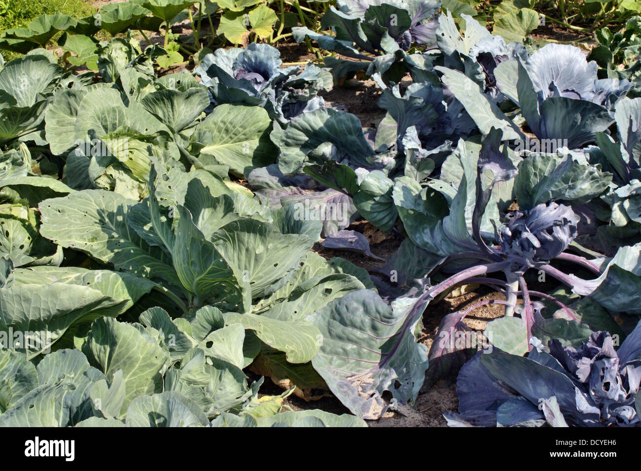 Red and green cabbage growing Stock Photo - Alamy