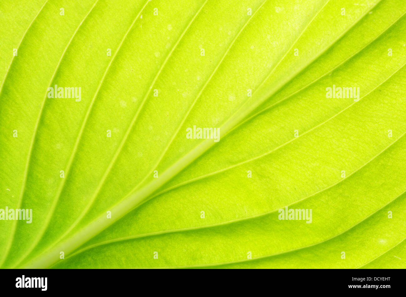 structure of leaf Stock Photo - Alamy