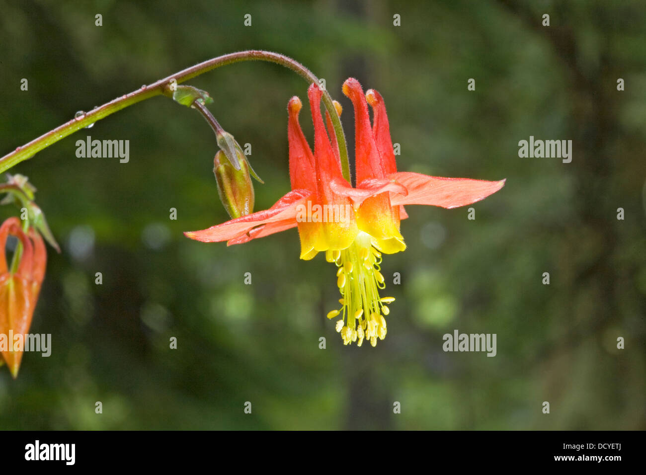 Wild Canadian columbine, Aquilegia canadensis, growing in the Cascade ...