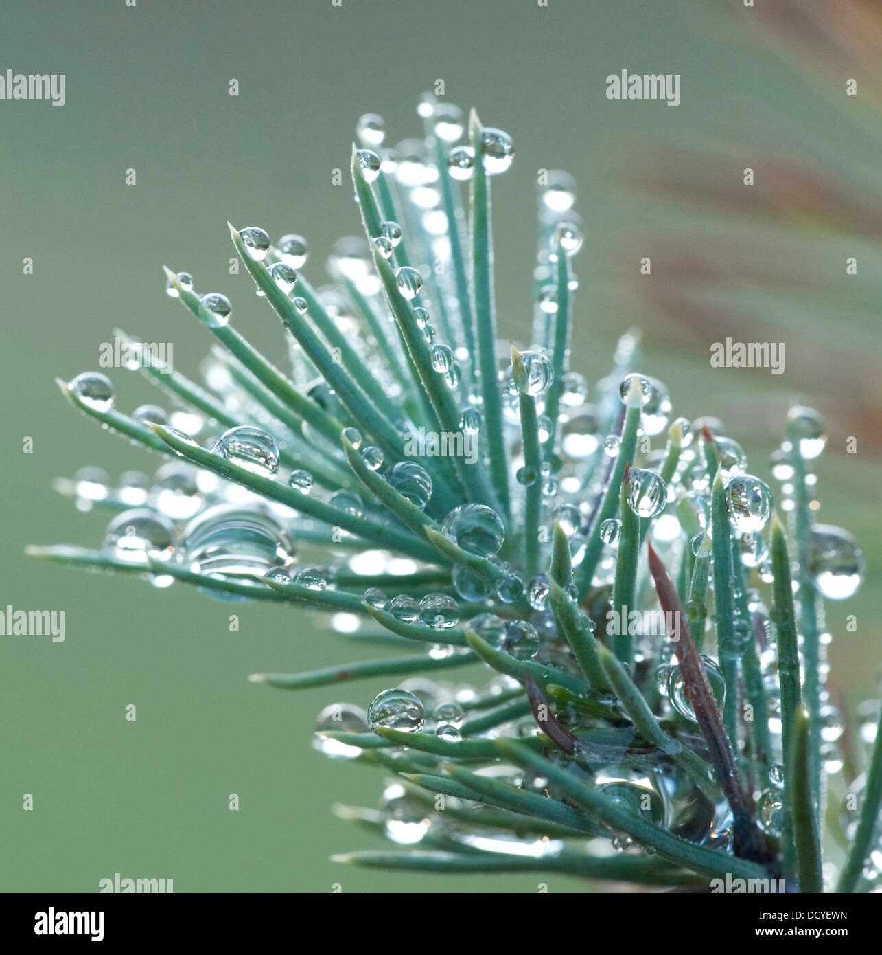 Pine Tree branch with early morning dew Andalucia Spain Stock Photo - Alamy