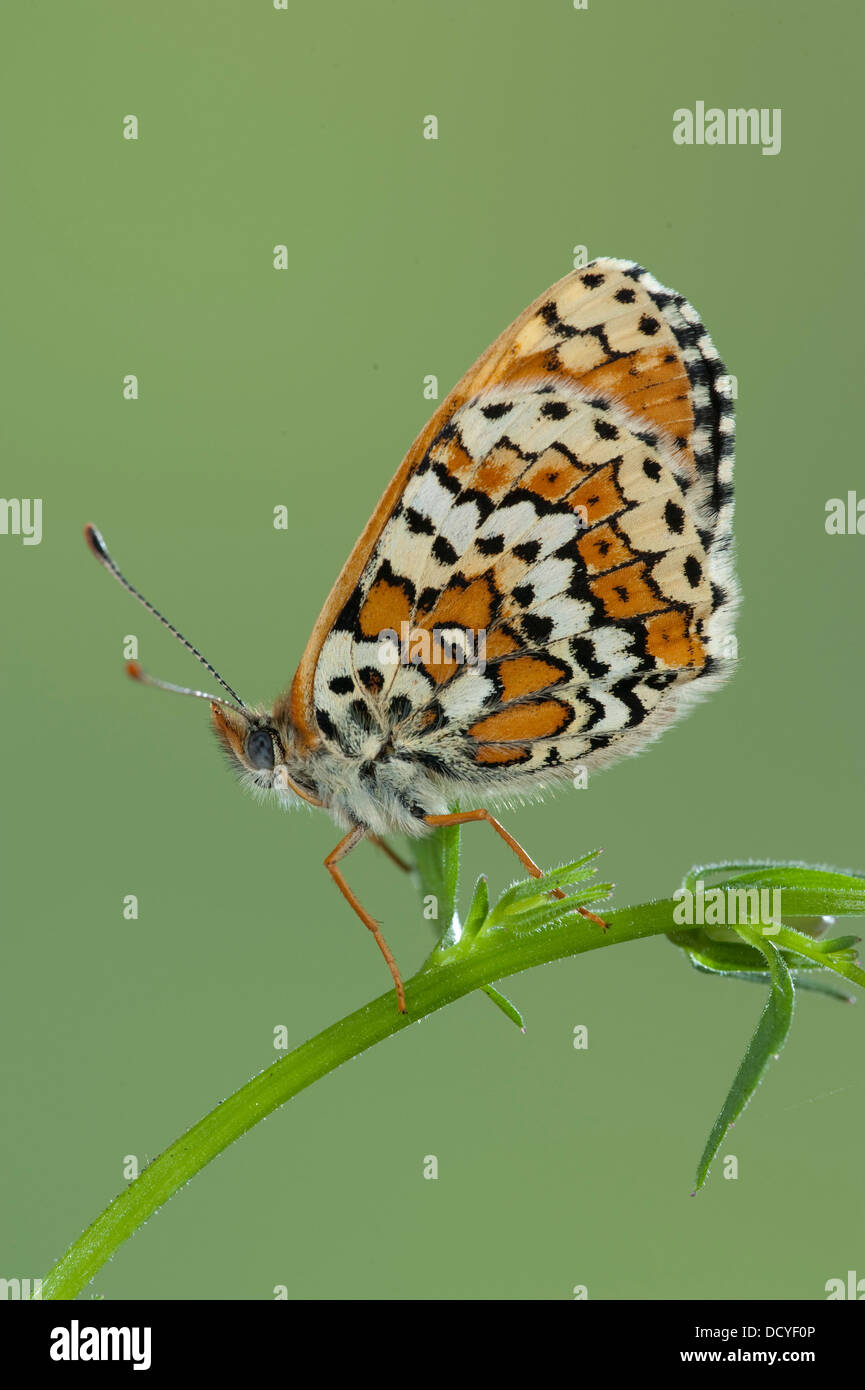 Glanville fritillary butterfly hi-res stock photography and images - Alamy