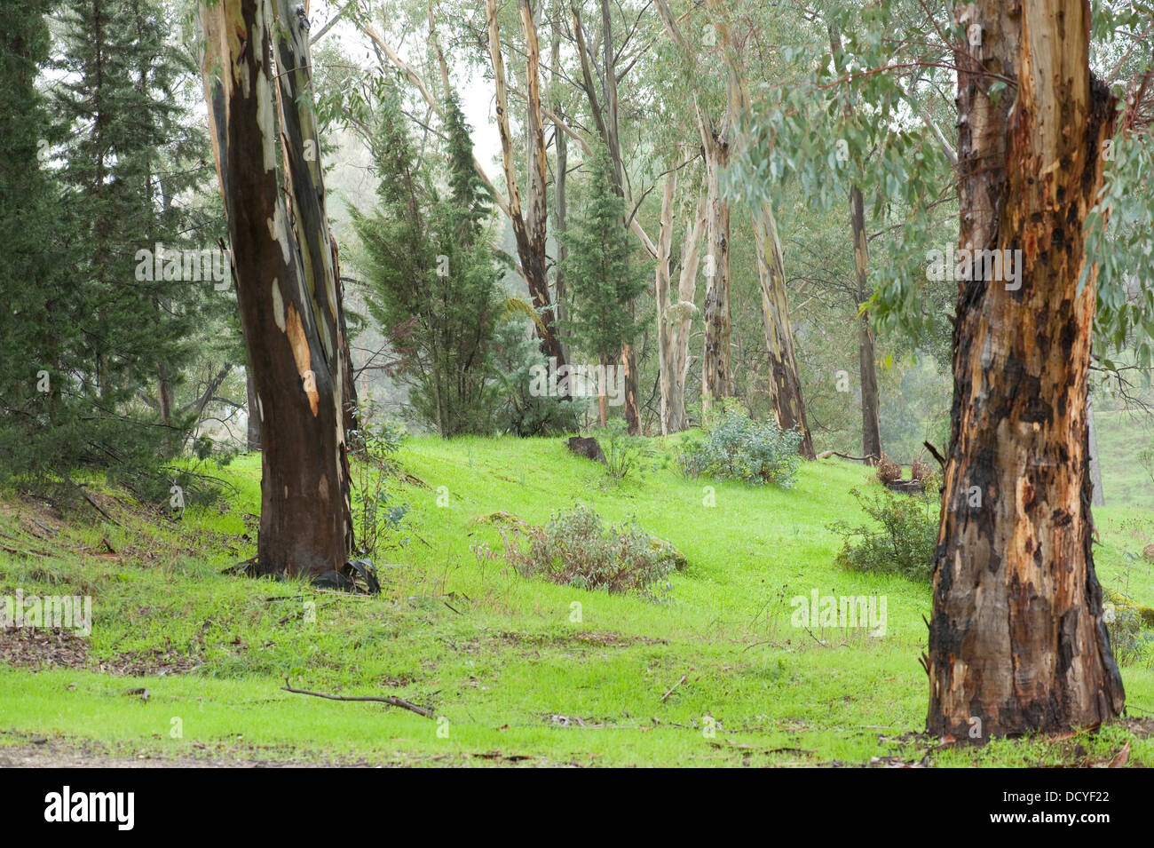 Mediterranean forest ecosystem hi-res stock photography and images - Alamy