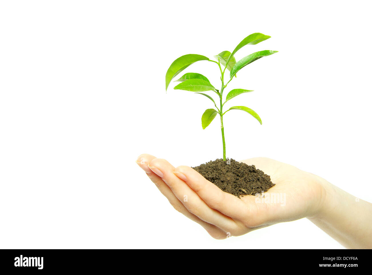 sapling in soil Stock Photo - Alamy