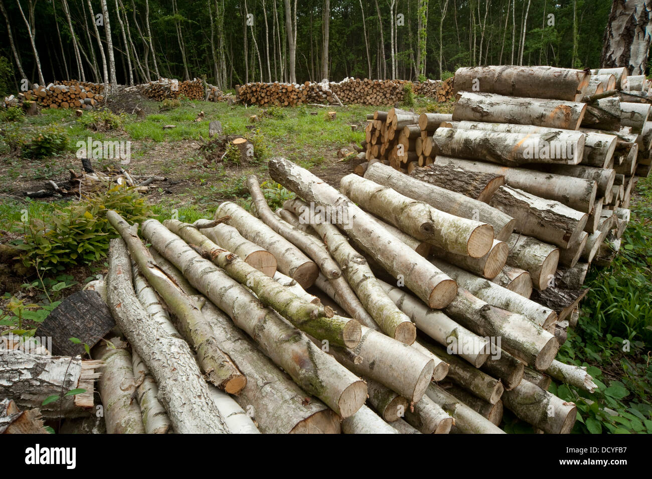 Coppicing hi-res stock photography and images - Alamy