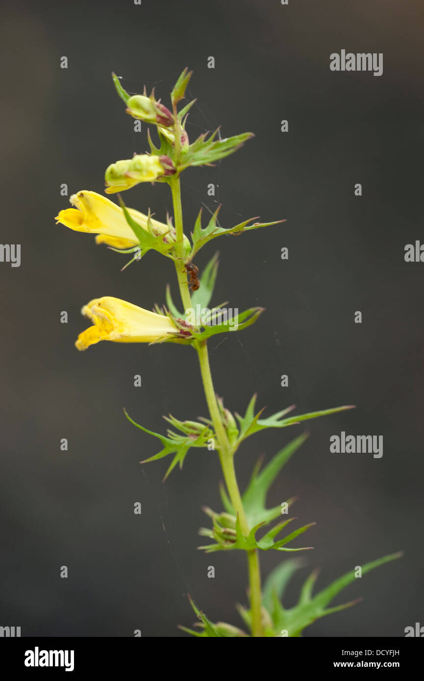 Cow Wheat Melampyrum pratense UK Stock Photo - Alamy