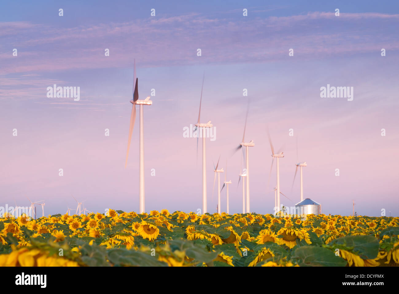 Wind turbines over a beautiful sunflowers field in Limon, Colorado ...