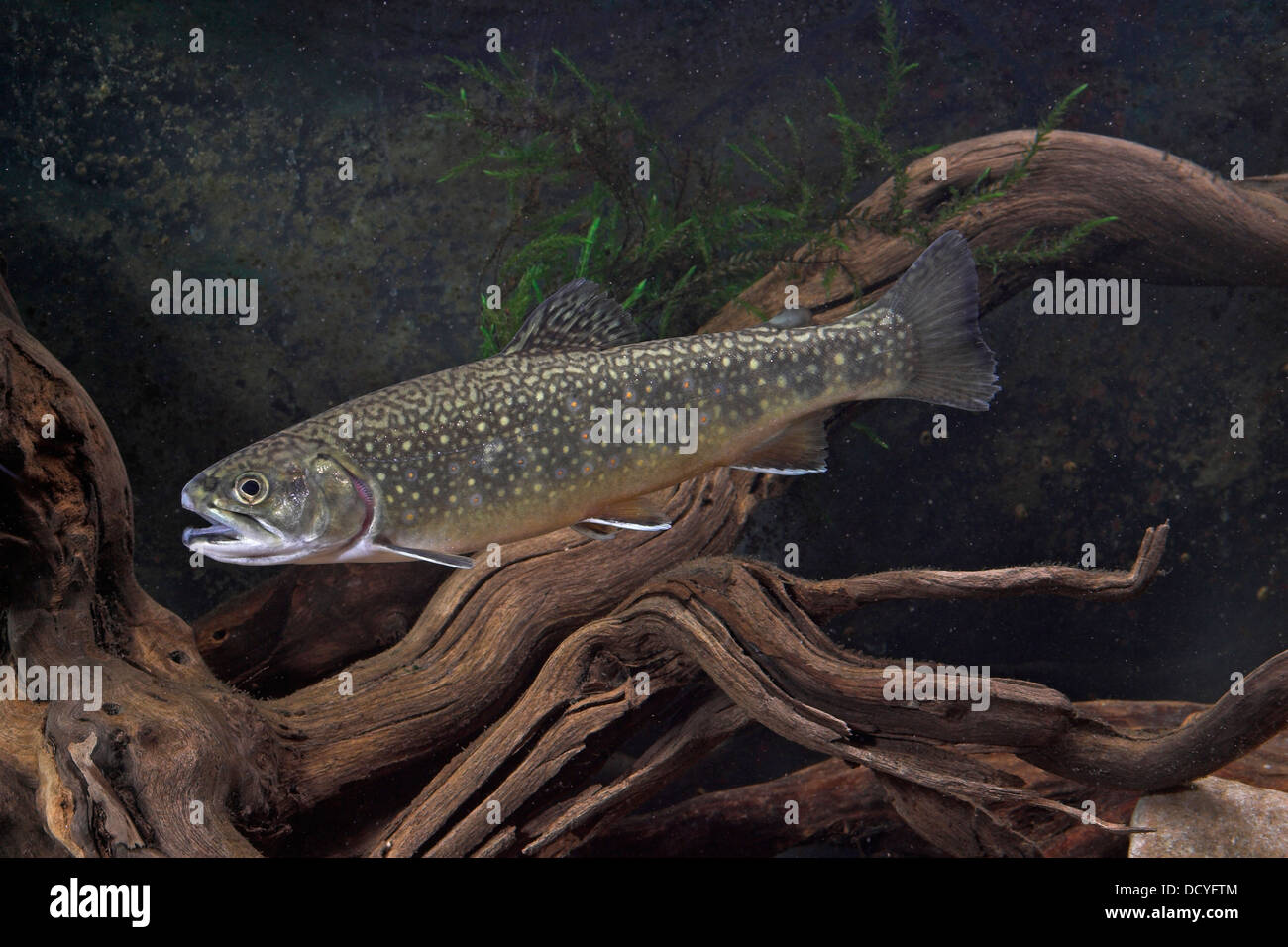 Brook trout, Brook char, Brook charr, Bachsaibling, Bach-Saibling ...