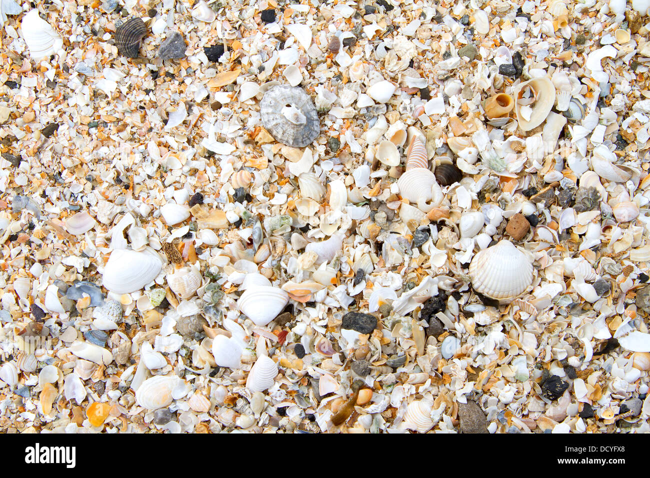 Broken shells on beach as background Stock Photo - Alamy