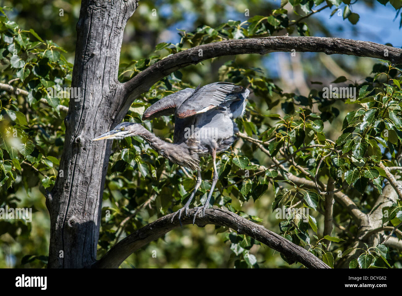 Great Blue Heron (Ardea Herodias) Colorful and majestic looking Heron ...