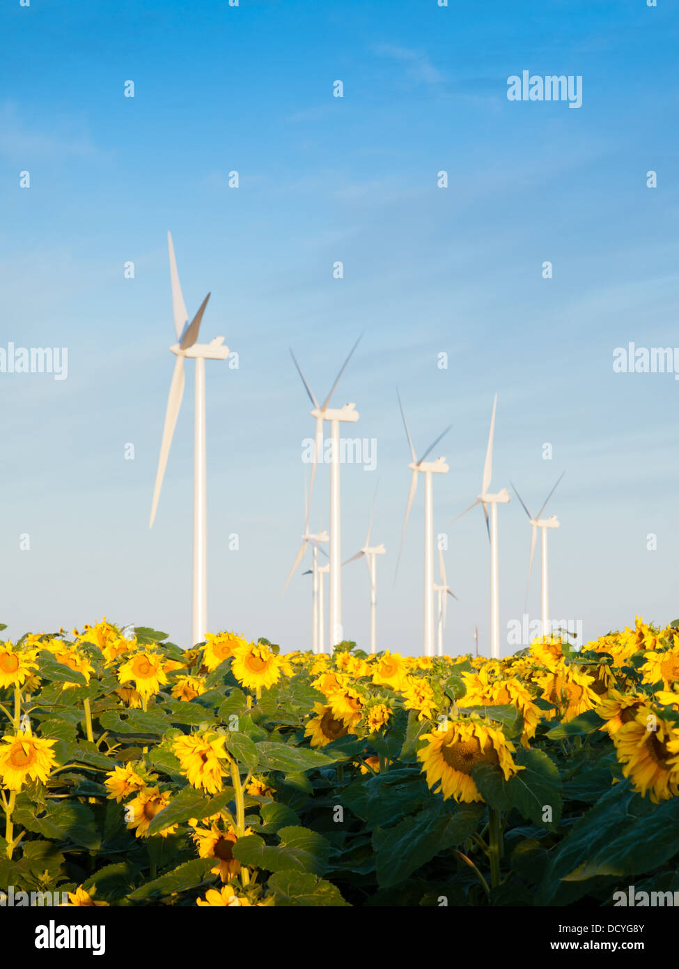 Field blooming sunflowers wind turbines hi-res stock photography and ...