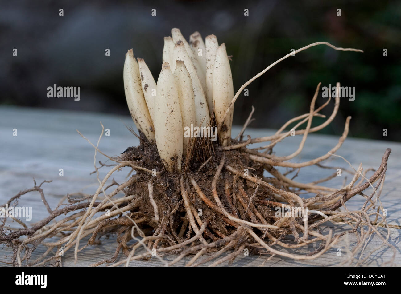 Wood Garlic, Wood-Garlic, Ramsons, root, bulb, bulbs, Bärlauch ...