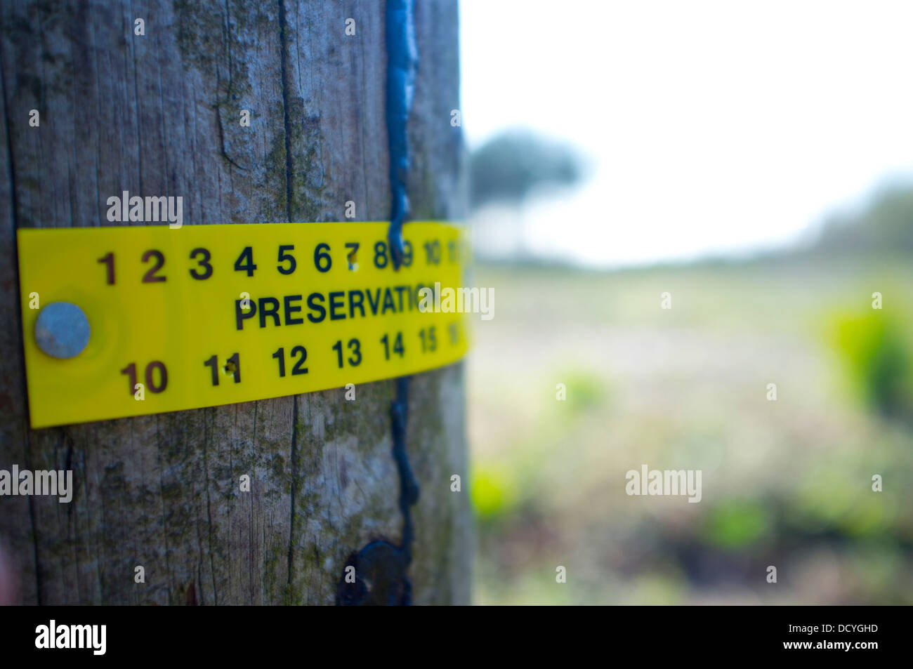 Preservation of tree hi-res stock photography and images - Alamy