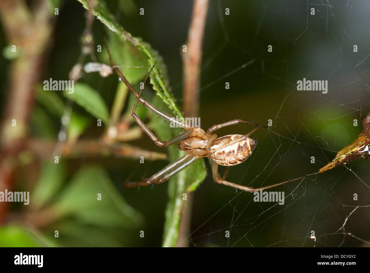 sheet-web spider, Money Spider, sheet-web weaver, line-weaving spider ...