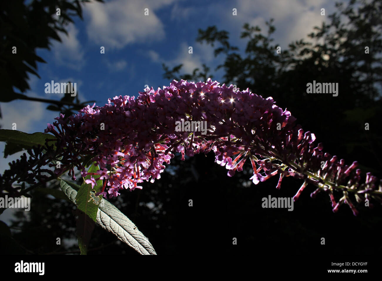 Buddleia leaf hi-res stock photography and images - Alamy