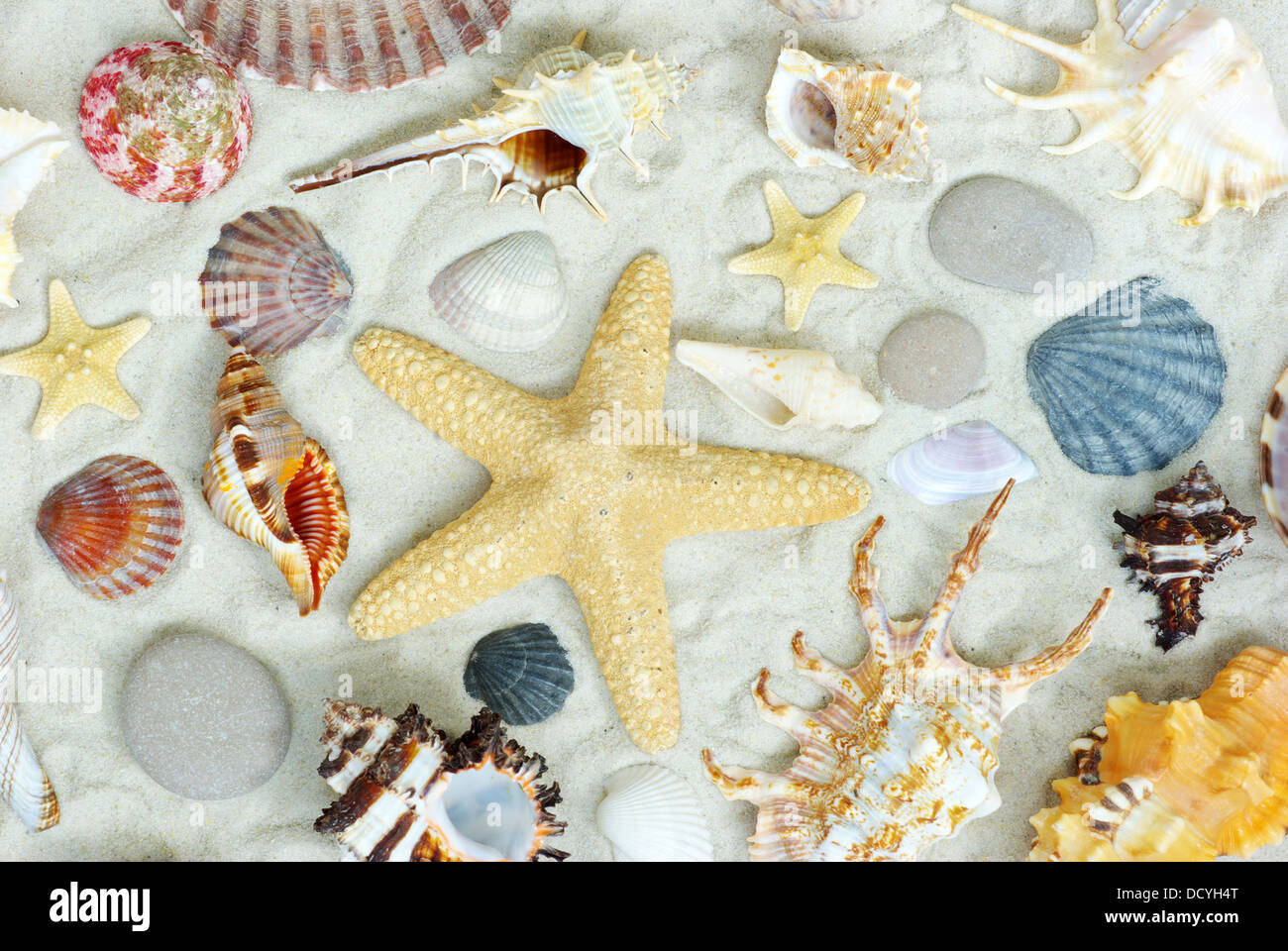 starfish and shells Stock Photo - Alamy