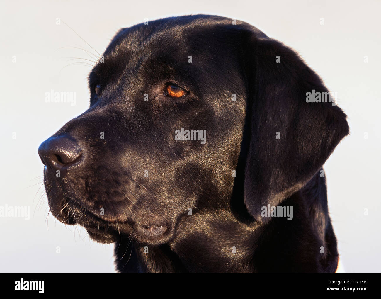 Close-Up Of Black Labrador Retriever Stock Photo - Alamy
