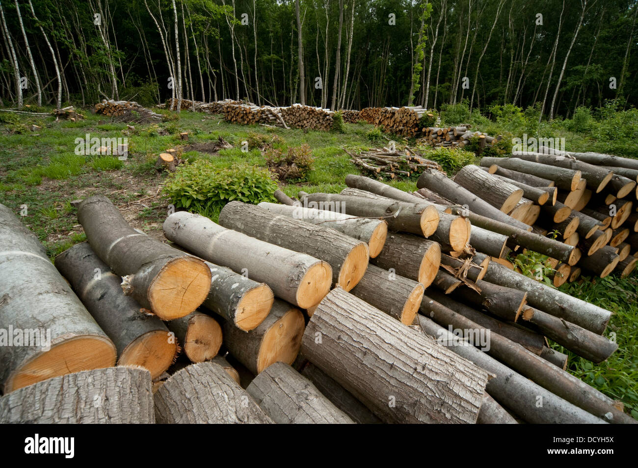 Coppicing hi-res stock photography and images - Alamy