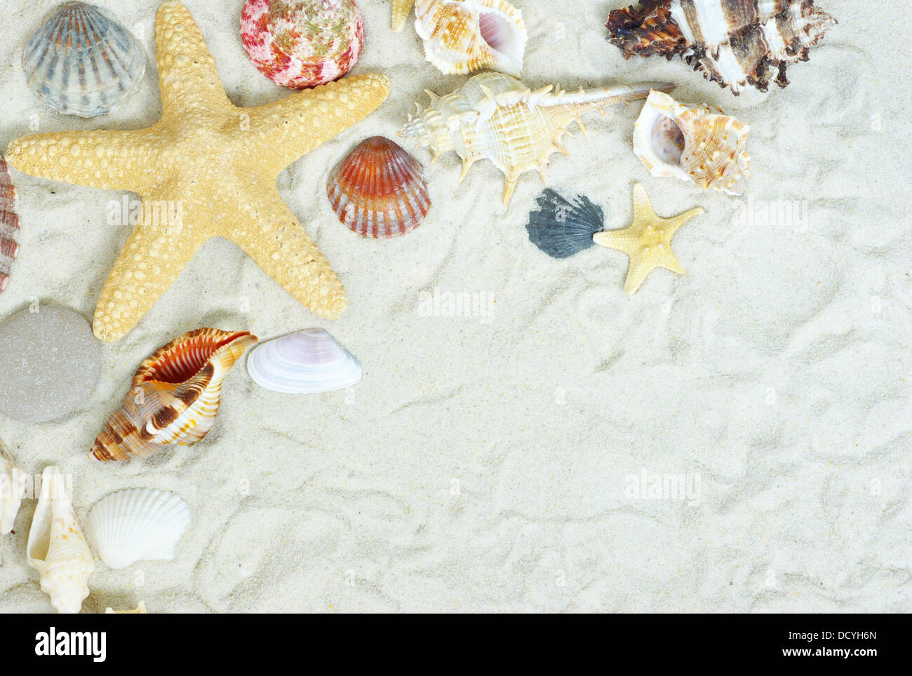 shells on sand Stock Photo - Alamy