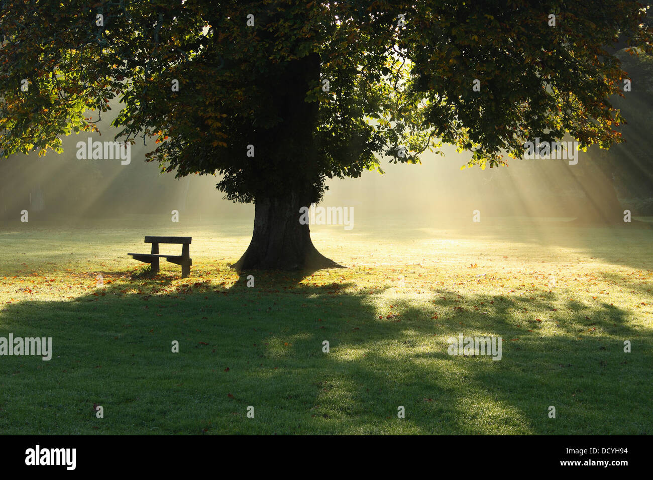 Lone Tree In Mist And Sunlight; Cahir, County Tipperary, Ireland Stock ...