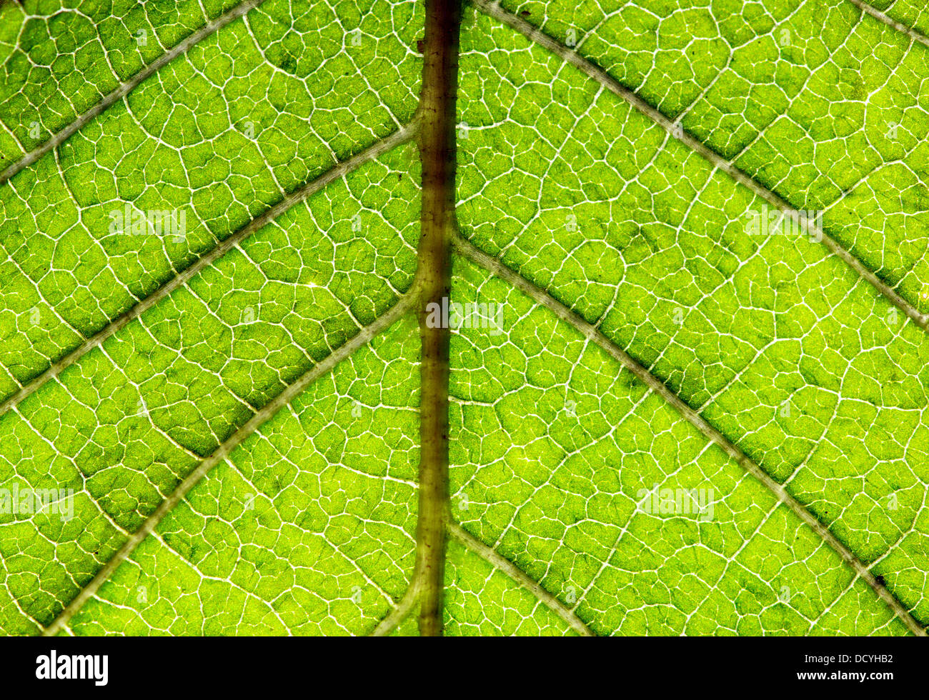 structure of leaf Stock Photo - Alamy