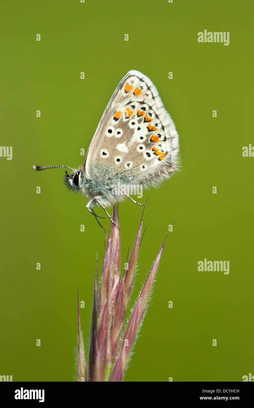 Brown Argus Butterfly Aricia agestis Kent UK Stock Photo - Alamy