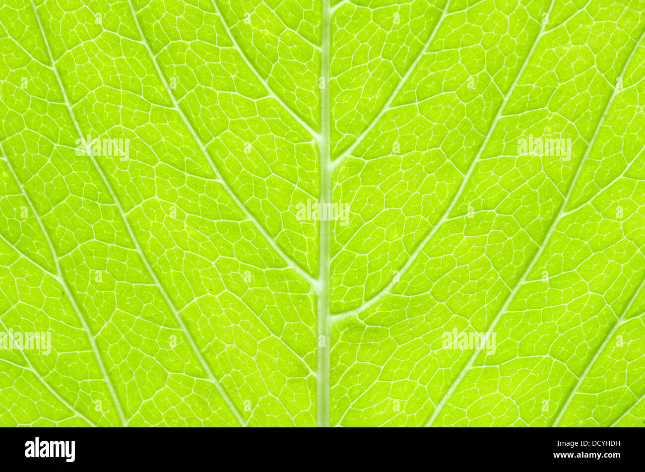 structure of leaf Stock Photo - Alamy