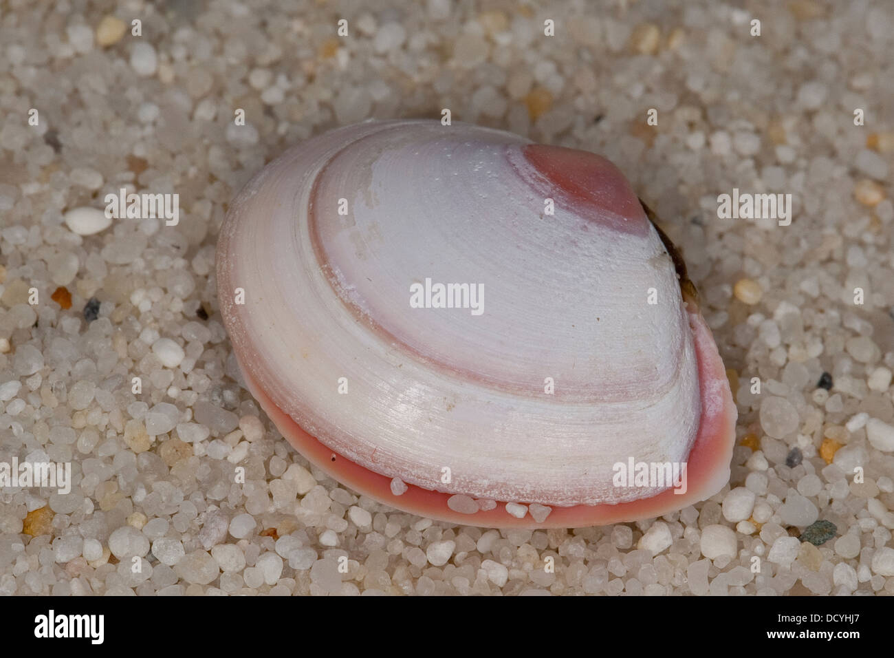 Baltic macoma, Baltic clam, Baltic tellin, Baltische Plattmuschel ...