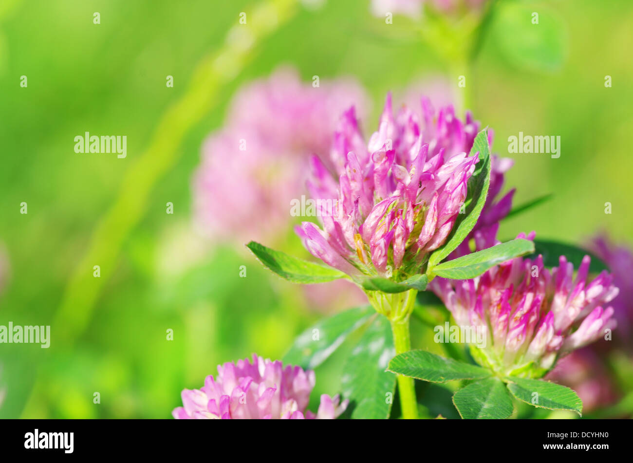 Purple clovers hi-res stock photography and images - Alamy