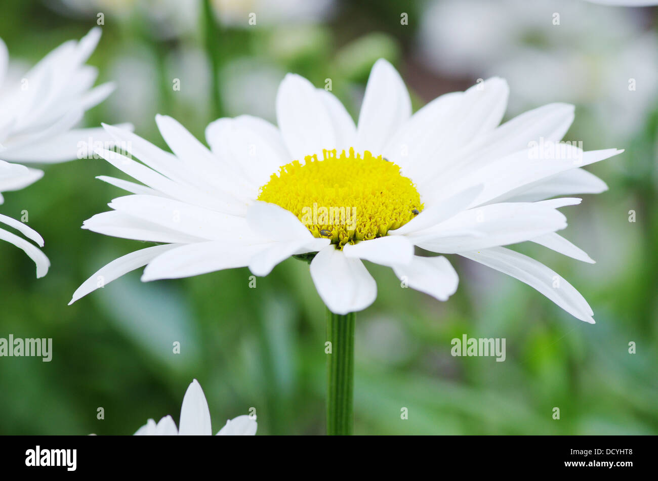 Chamomile bud hi-res stock photography and images - Alamy