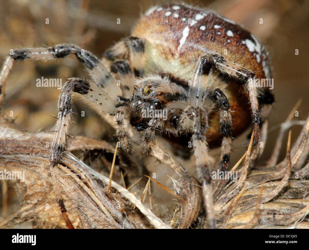 Close-up of the four-spot orb-weaver (Araneus quadratus Stock Photo - Alamy