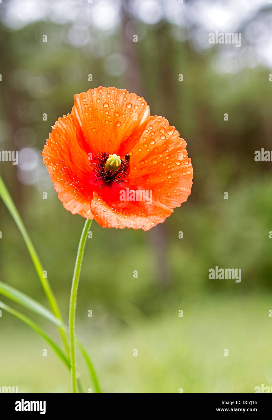 Red poppy growing in field Stock Photo - Alamy