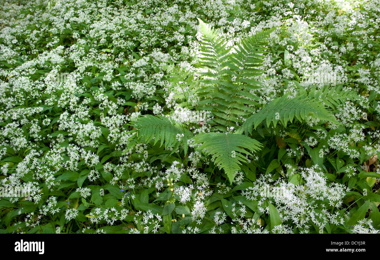 Wild garlic ramsons allium hi-res stock photography and images - Alamy