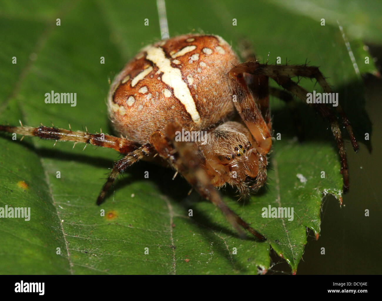 Close-up of the four-spot orb-weaver (Araneus quadratus Stock Photo - Alamy