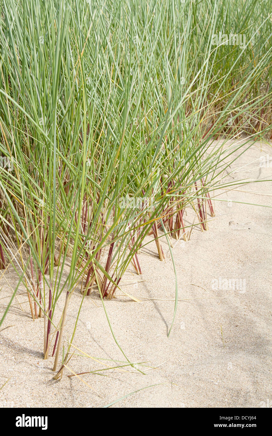 Marram grass dune hi-res stock photography and images - Alamy