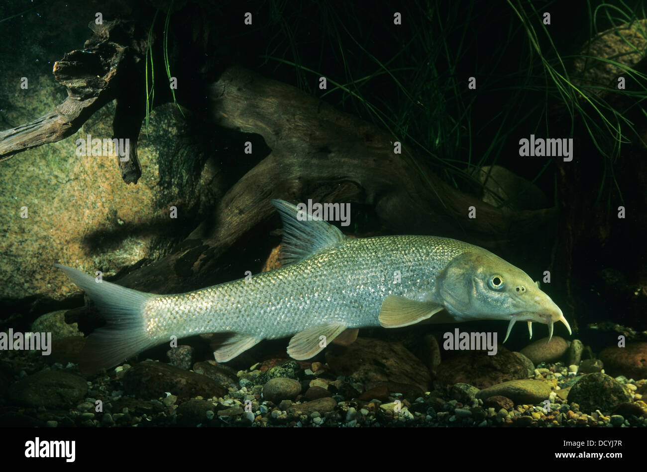 Barbel, Common barbel, Barbe, Flussbarbe, Flußbarbe, Barbus barbus ...