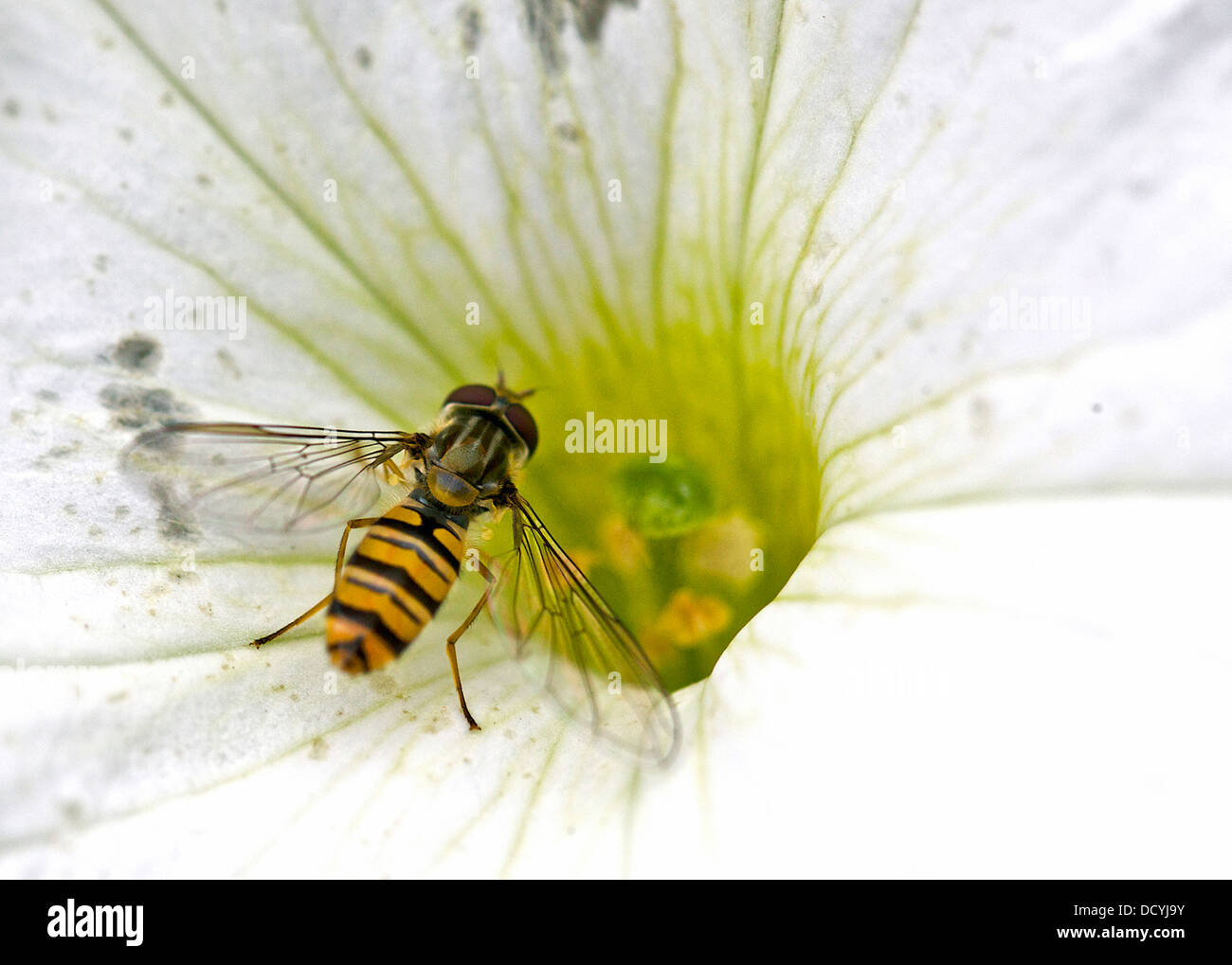 Hovering insects hi-res stock photography and images - Alamy
