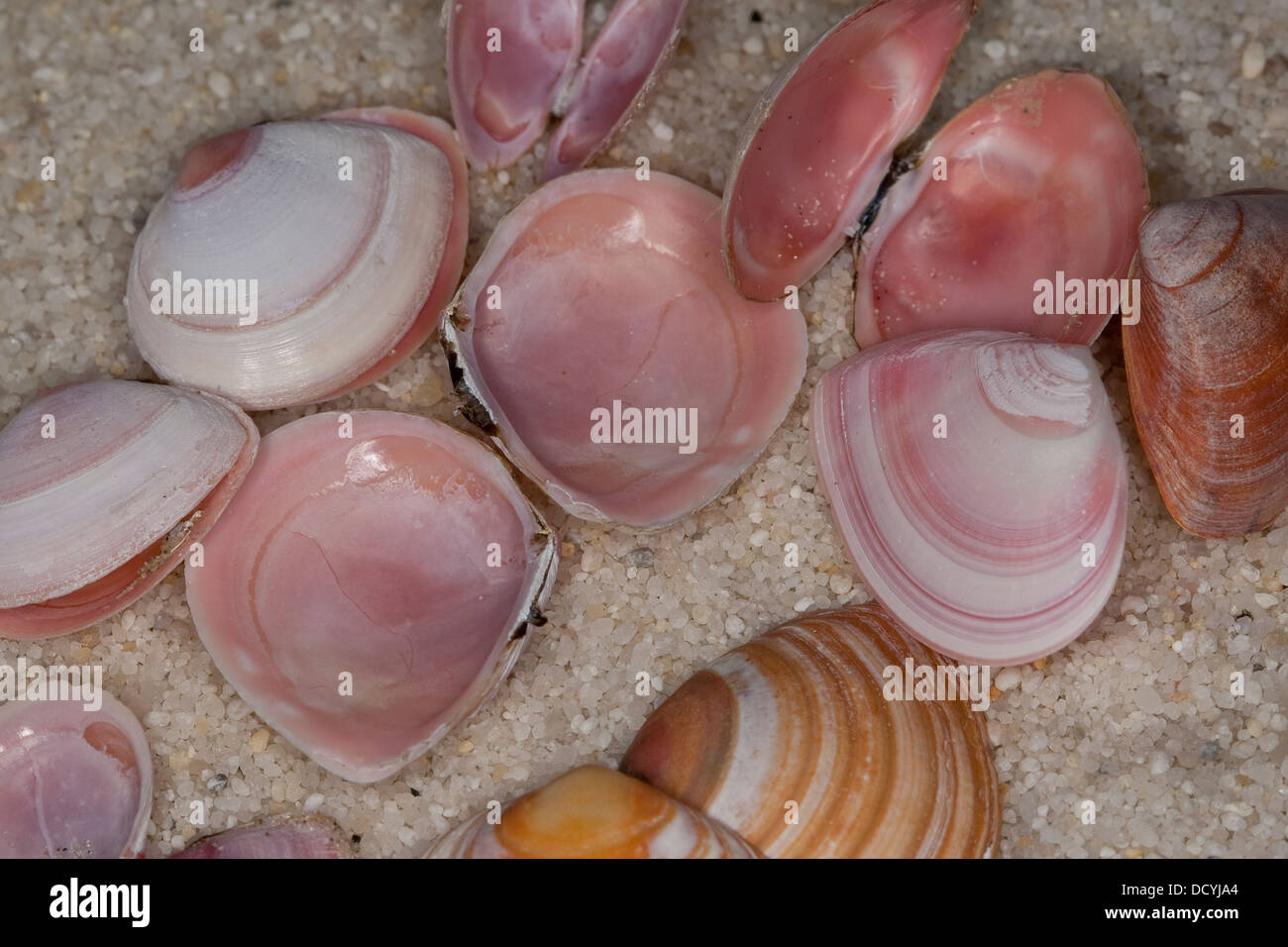 Baltic macoma, Baltic clam, Baltic tellin, Baltische Plattmuschel ...