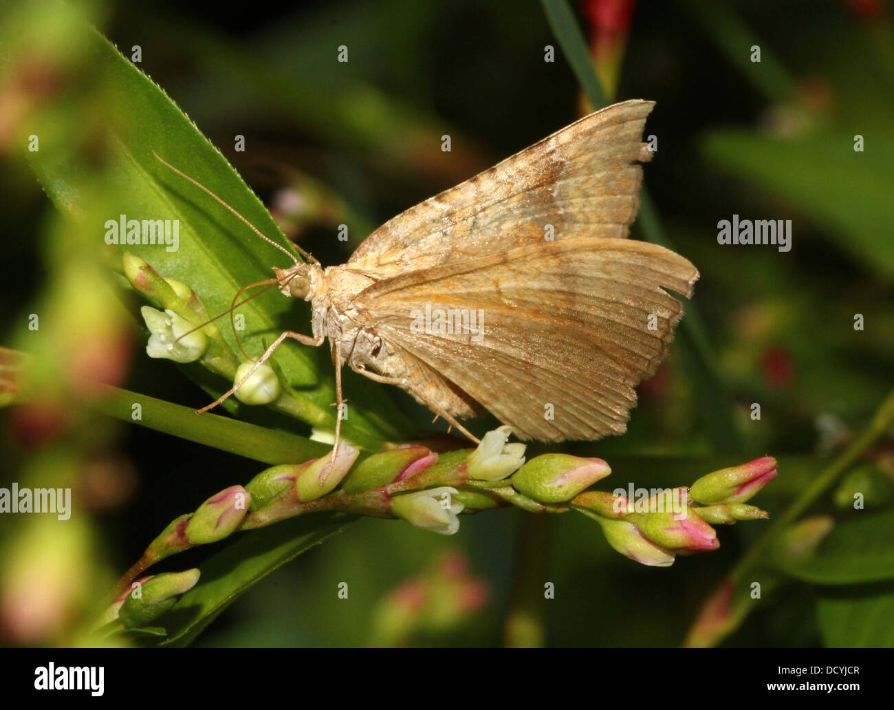 Close-up of the gold-coloured Yellow Shell Moth (Camptogramma bilineata ...