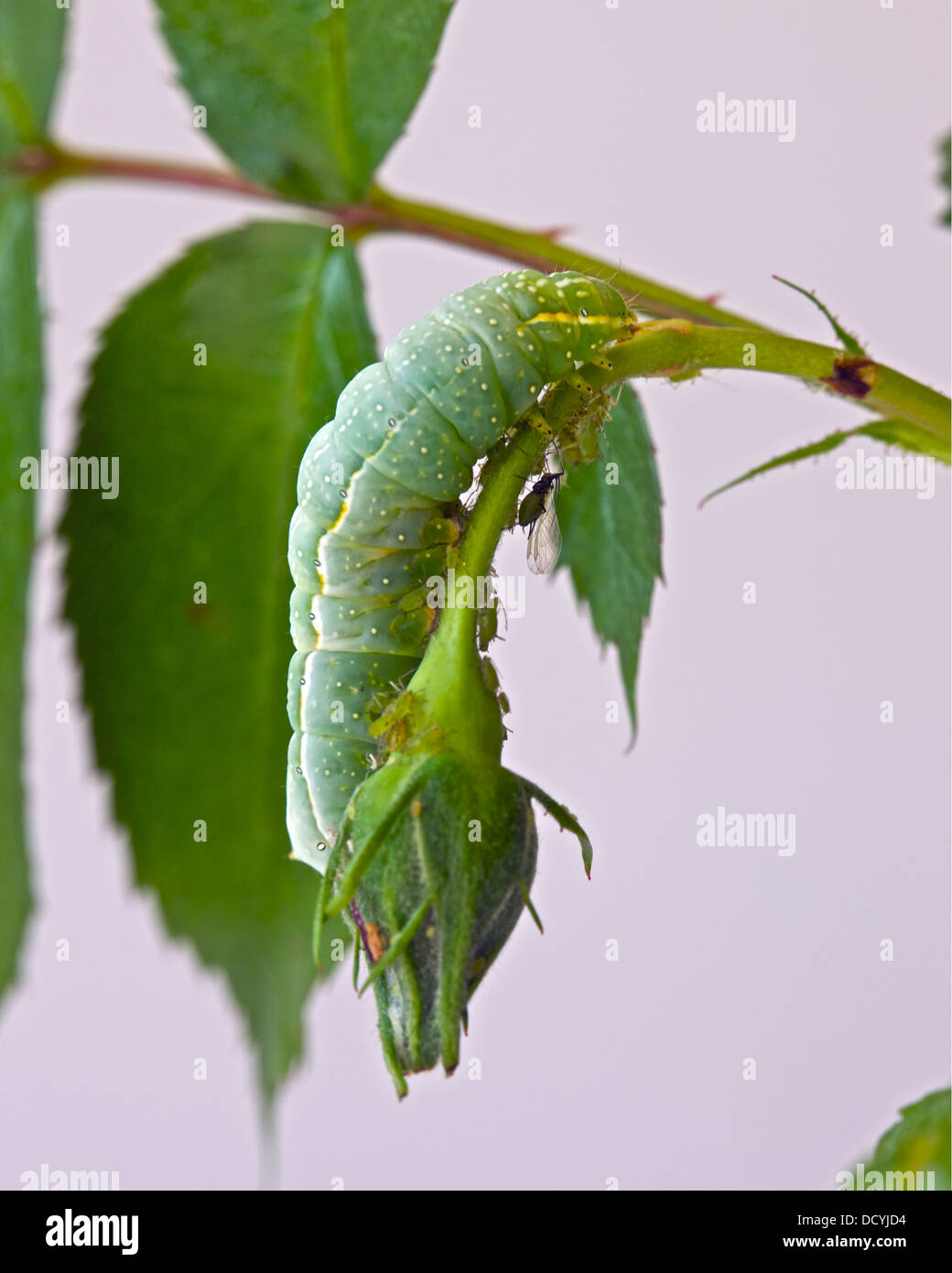 Moth grub hi-res stock photography and images - Alamy
