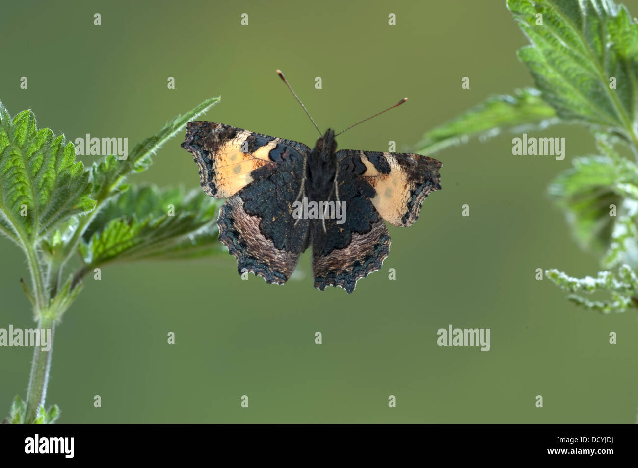 United kingdom great britain the small tortoiseshell hi-res stock ...
