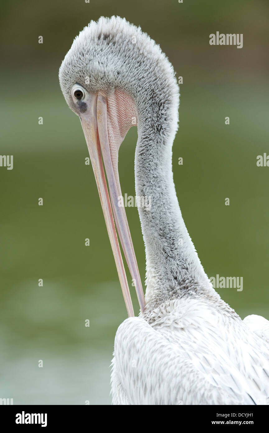 Pink backed pelican birds hi-res stock photography and images - Alamy