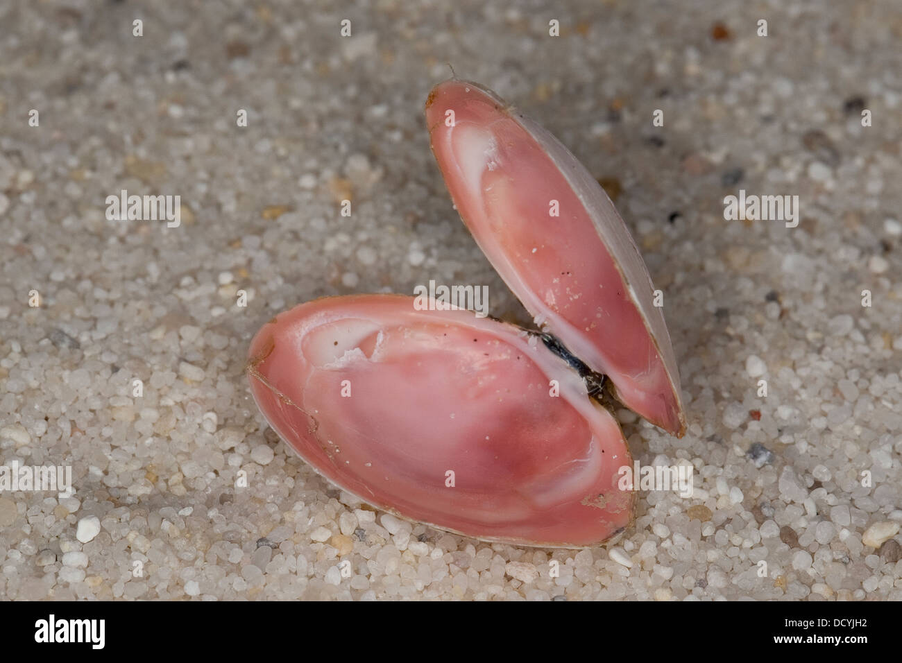 Baltic macoma, Baltic clam, Baltic tellin, Baltische Plattmuschel ...