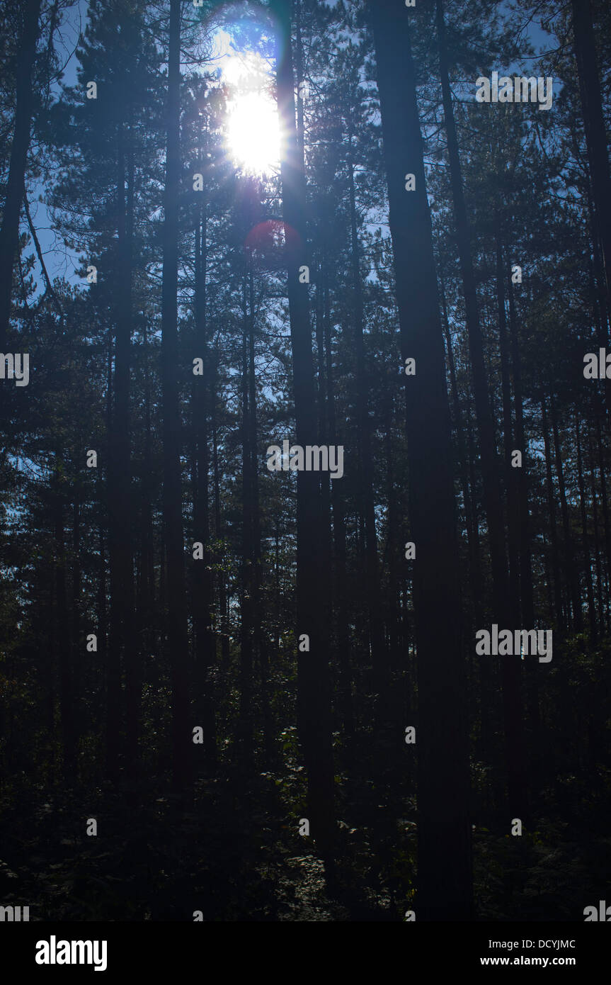 Sun Shining Through Pine Trees Stock Photo - Alamy
