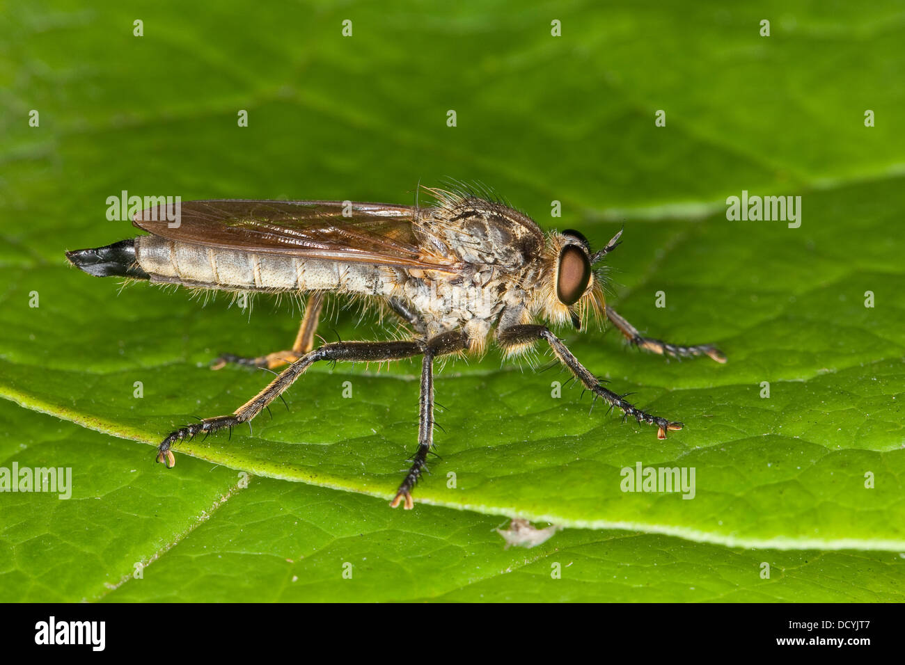 Barbarossa robberfly hi-res stock photography and images - Alamy