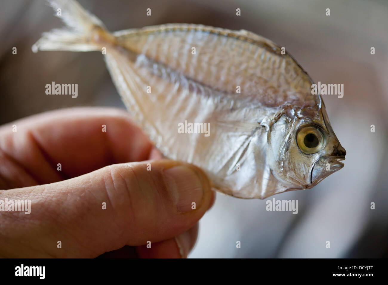 Hand Holding A Small Dried Fish At Market; Bais, Negros Island ...