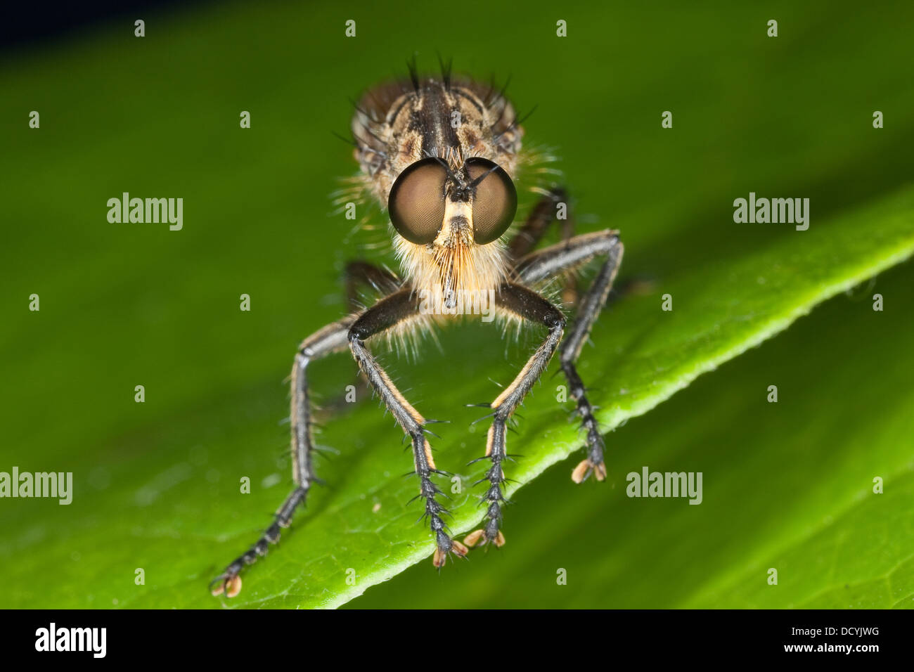 Robberfly, Robber-fly, female, Barbarossafliege, Raubfliege, Barbarossa ...